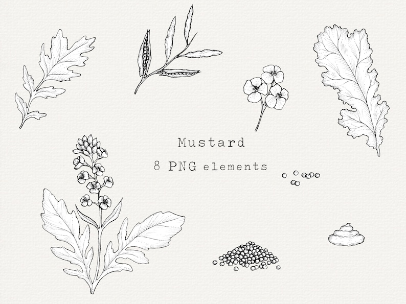 Mustard PNG Clip Art Bundle, Hand Drawn Illustration, Mustard Plant ...