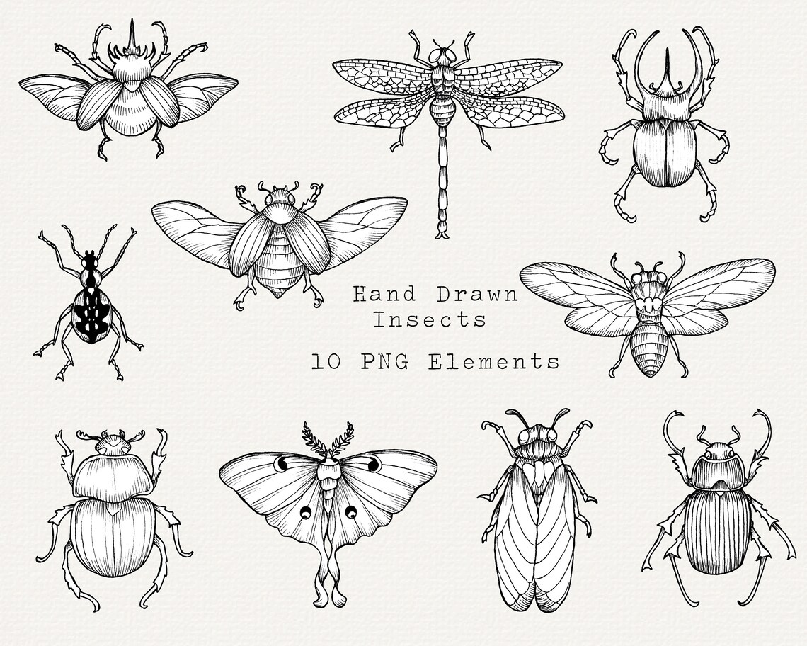 Insect Clipart Hand Drawn Bug PNG Scarab Beetle Luna Moth - Etsy Canada