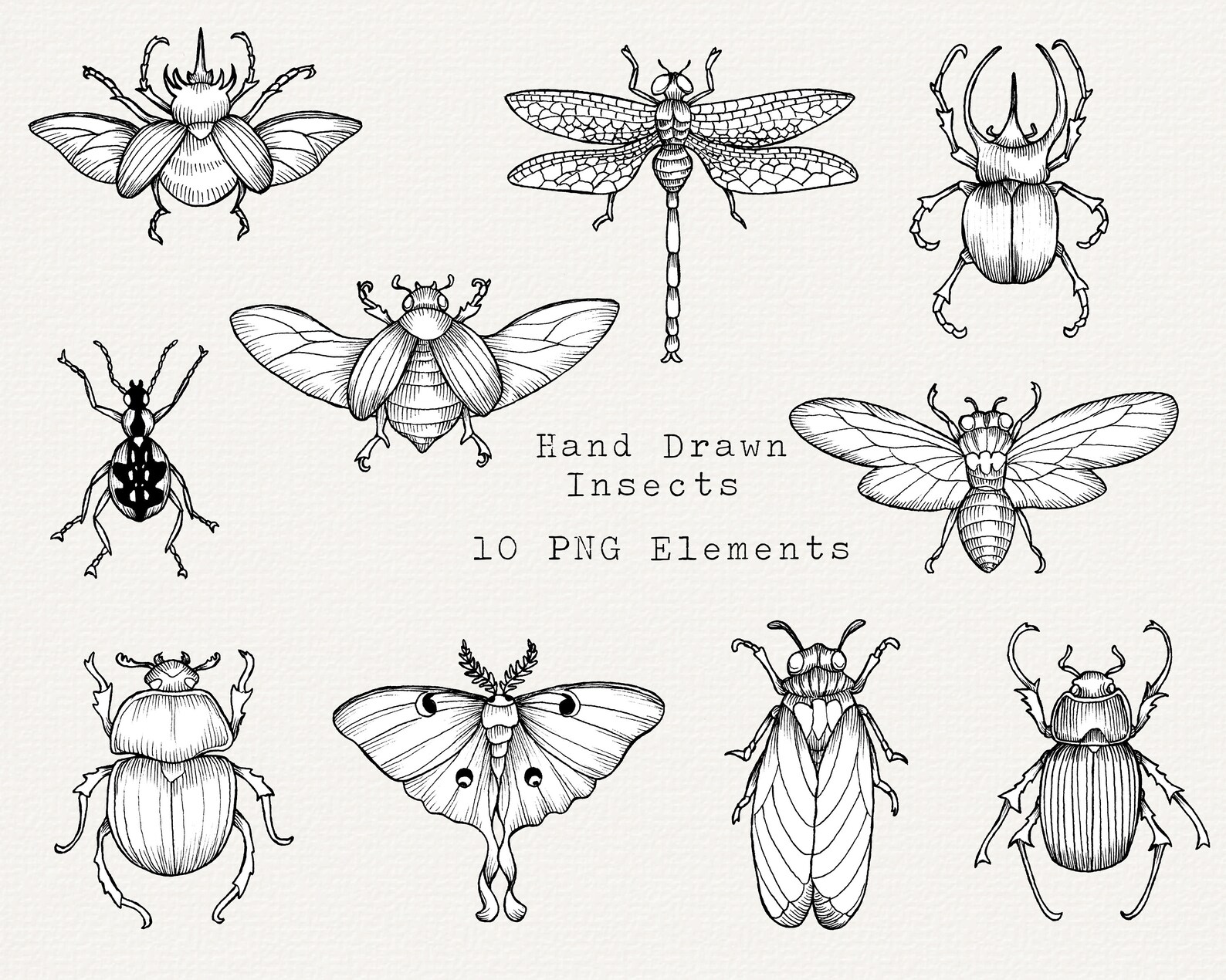 Insect Clipart Hand Drawn Bug PNG Scarab Beetle Luna Moth - Etsy Canada