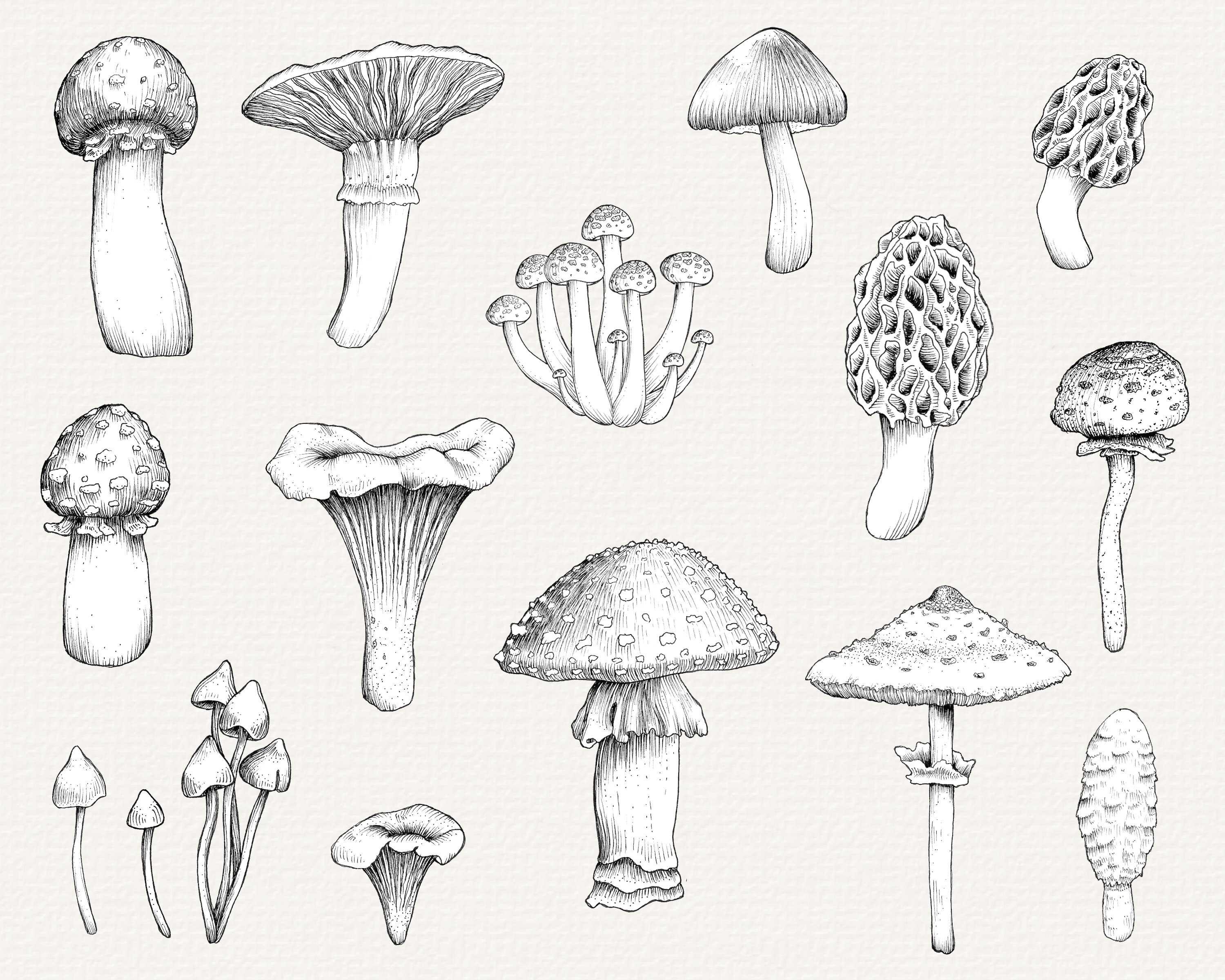 Mushroom Clip Art, Hand Drawn Botanical Illustrations (PNG) - Etsy