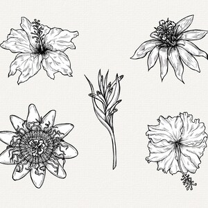Costa Rica Plants PNG Clip Art, Hand Drawn Tropical Flower ...