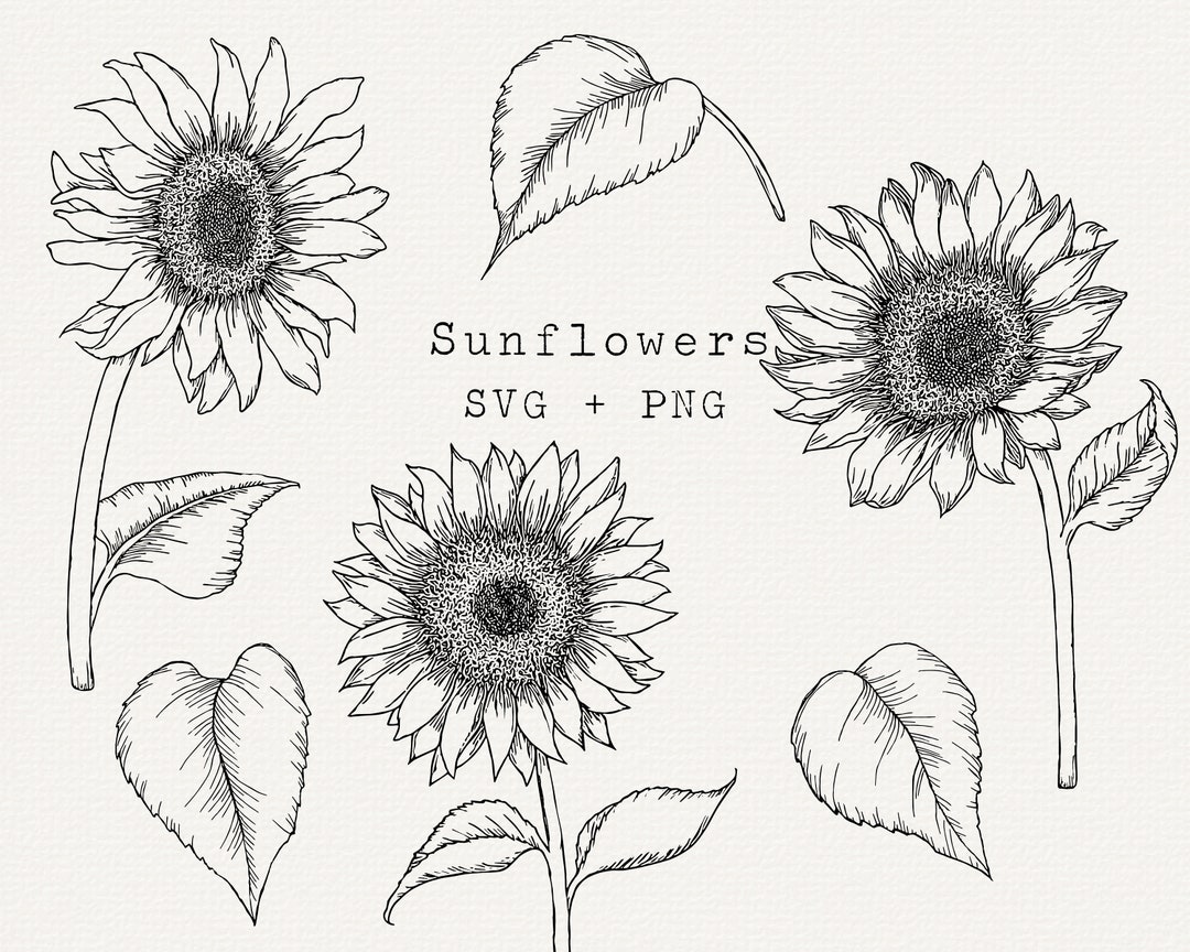 Sunflower Svg Sunflowers Vector Clipart Sunflower Outline Instant
