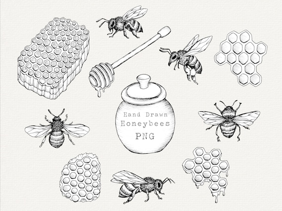 Dibujo Lineal De Panal