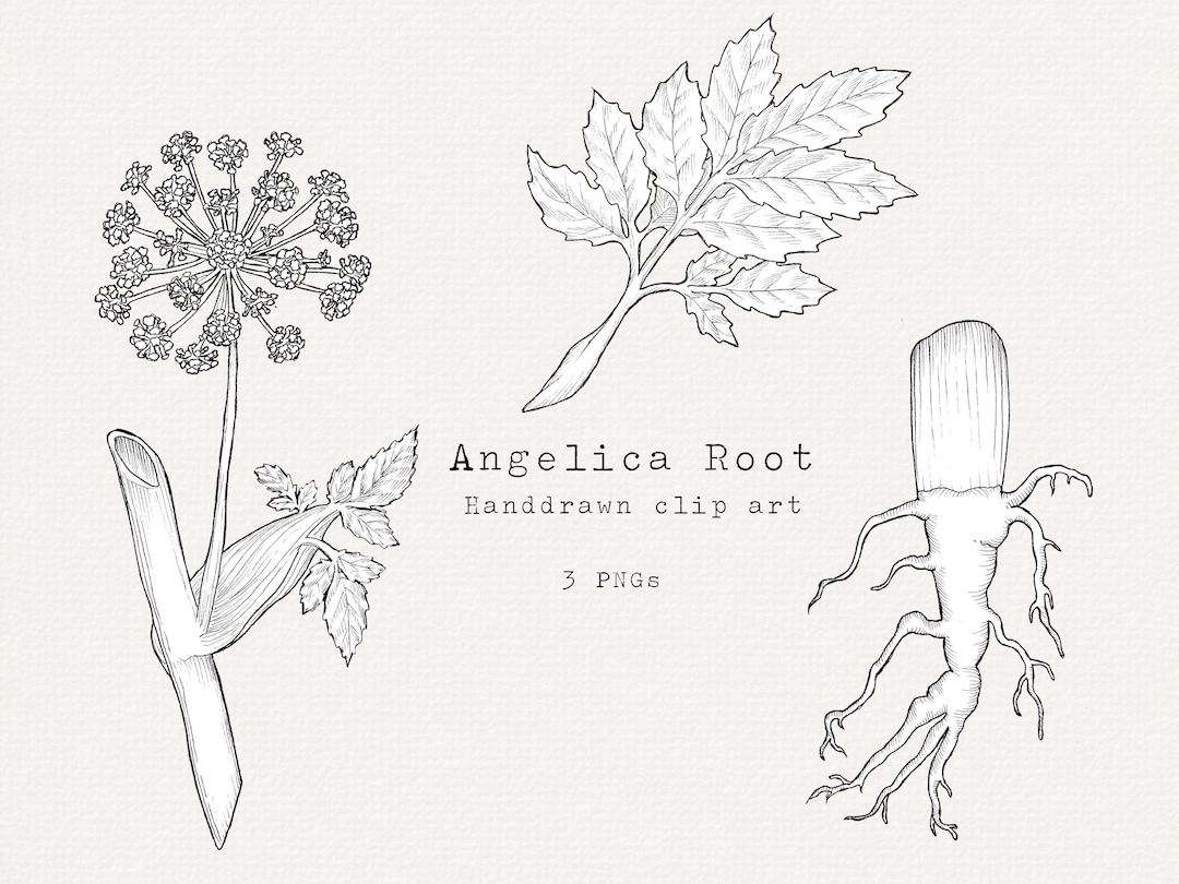 Angelica Root Herb Clip Art, Hand Drawn Herbal Remedies Clipart ...