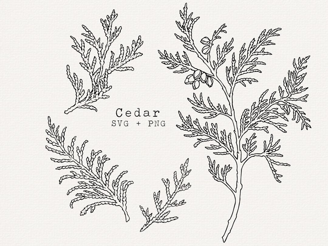 Cedar SVG, Hand Drawn Cedar Tree Branch Clip Art Illustration, Cedar ...