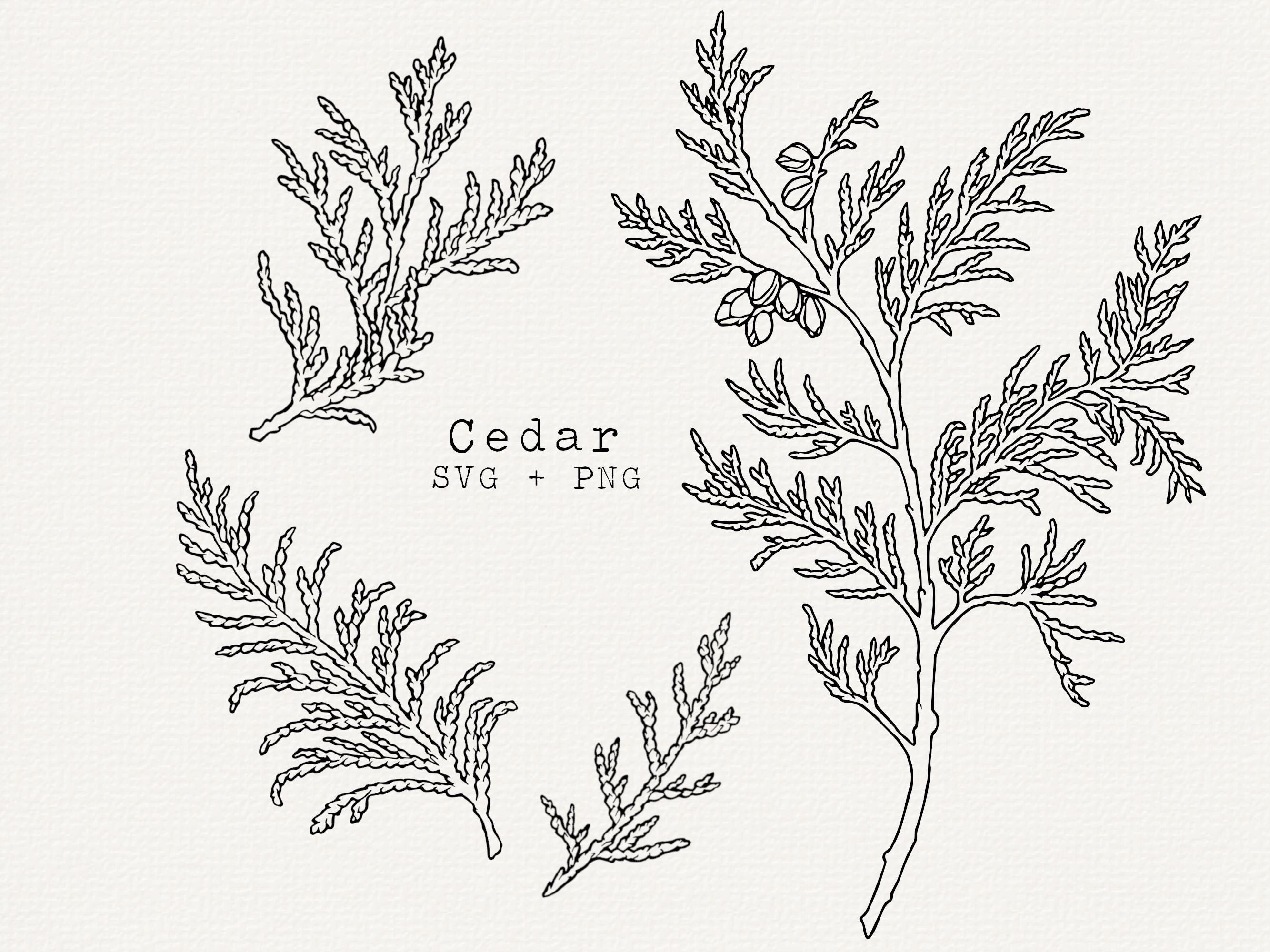 Cedar SVG, Hand Drawn Cedar Tree Branch Clip Art Illustration, Cedar ...