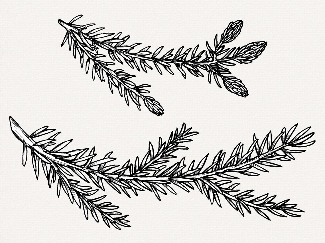Spruce Tips Hand Drawn Illustration, Botanical PNG Elements, Pine Tree ...