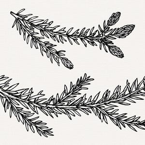 Spruce Tips PNG Clip Art, Hand Drawn Spruce Tip Illustration, Evergreen ...