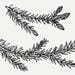 Spruce Tips Hand Drawn Illustration, Botanical PNG Elements, Pine Tree ...