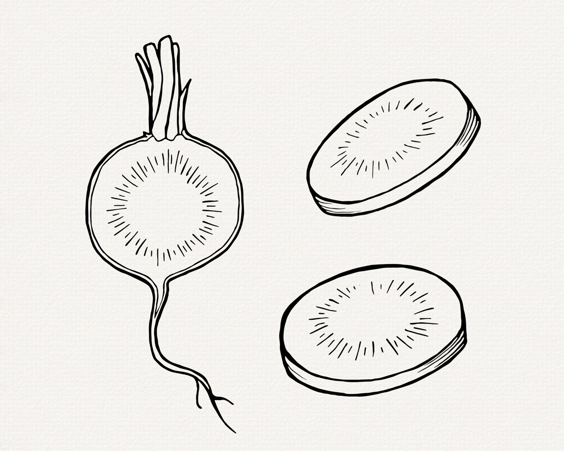 Radish Line Art SVG, PNG Clipart - Botanical Vegetable Illustration ...