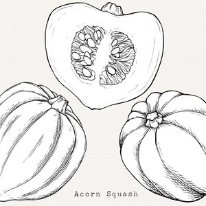 Winter Squash PNG Clip Art, Butternut, Acorn, Kabocha, Hand Drawn ...