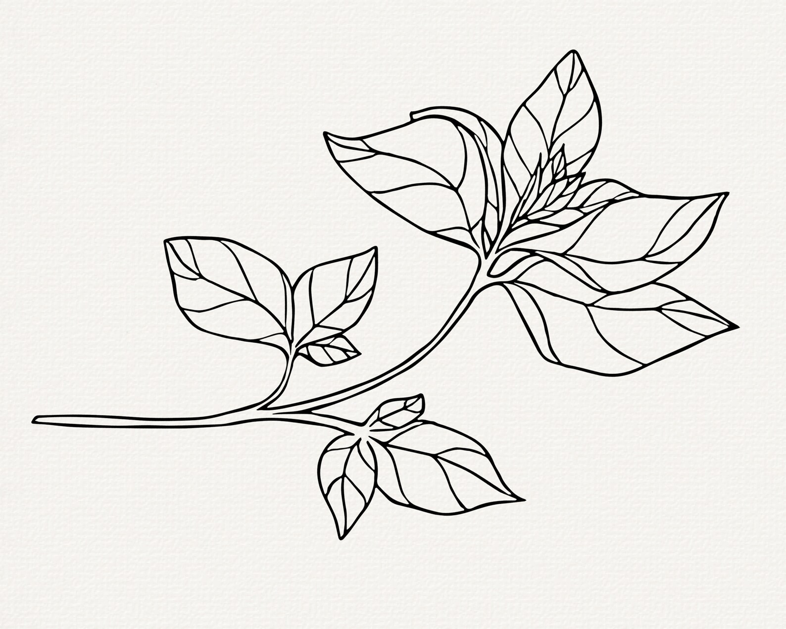 Basil SVG Clip Art, Commercial Use, Basil Plant Vector Illustration ...