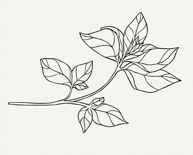Basil SVG Clip Art Commercial Use Basil Plant Vector - Etsy