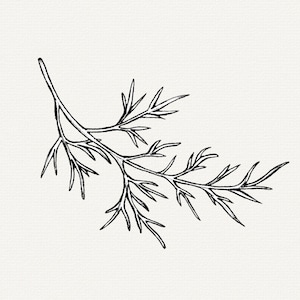 Dill PNG Clip Art, Hand Drawn Illustration, Herb Line Art, Dill Drawing ...