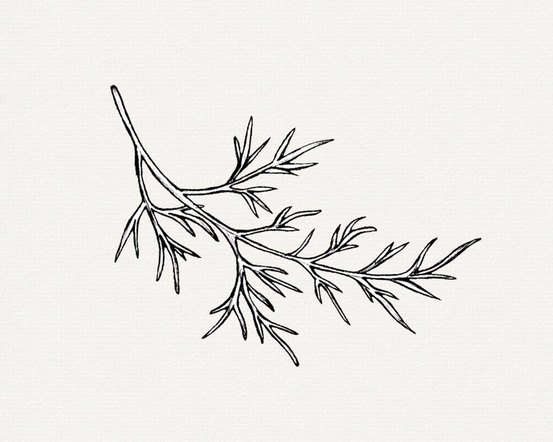 Dill PNG Clip Art Hand Drawn Illustration Herb Line Art - Etsy