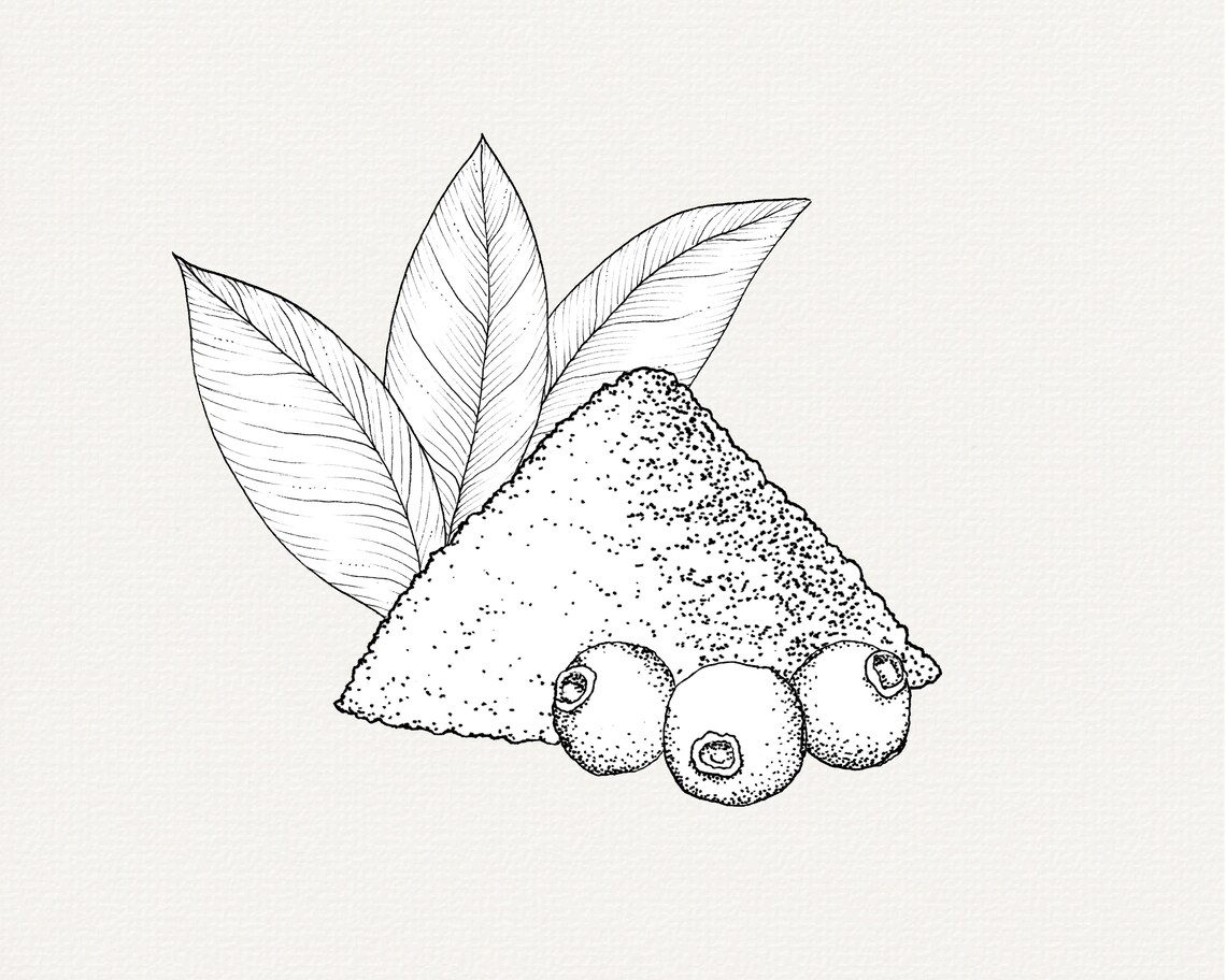 Allspice PNG Clip Art Bundle Hand Drawn Graphics for Spice - Etsy Canada