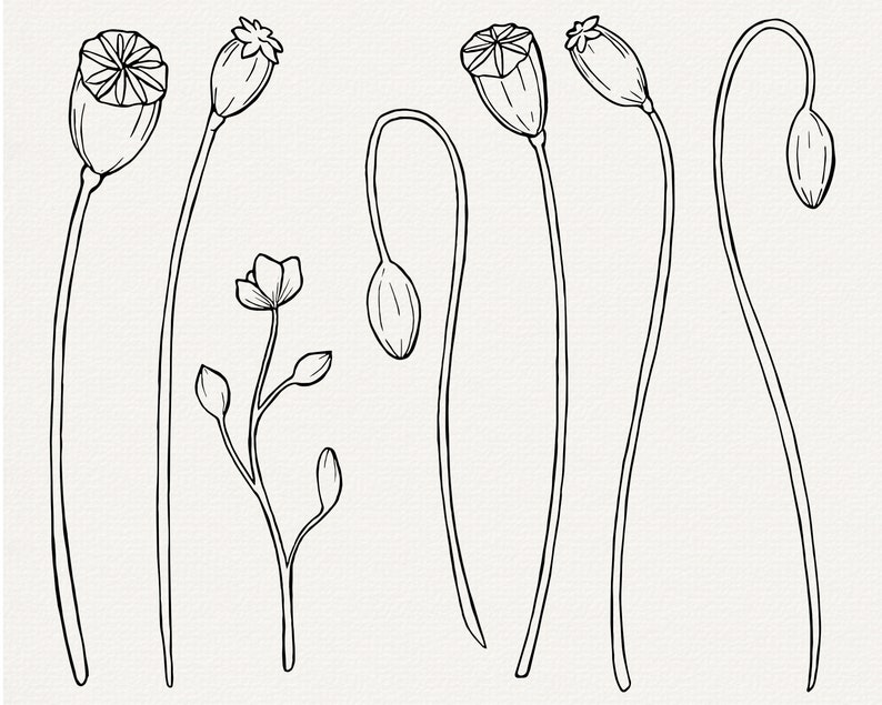 Poppy Line Art SVG: Floral Outline Vector Clip Art (commercial Use) - Etsy