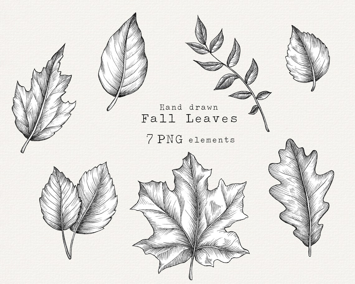 Autumn Leaves PNG Fall Leaves Clip Art Detailed Autumn Leaf - Etsy