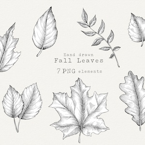Autumn Leaves PNG, Fall Leaves Clip Art, Detailed Autumn Leaf ...