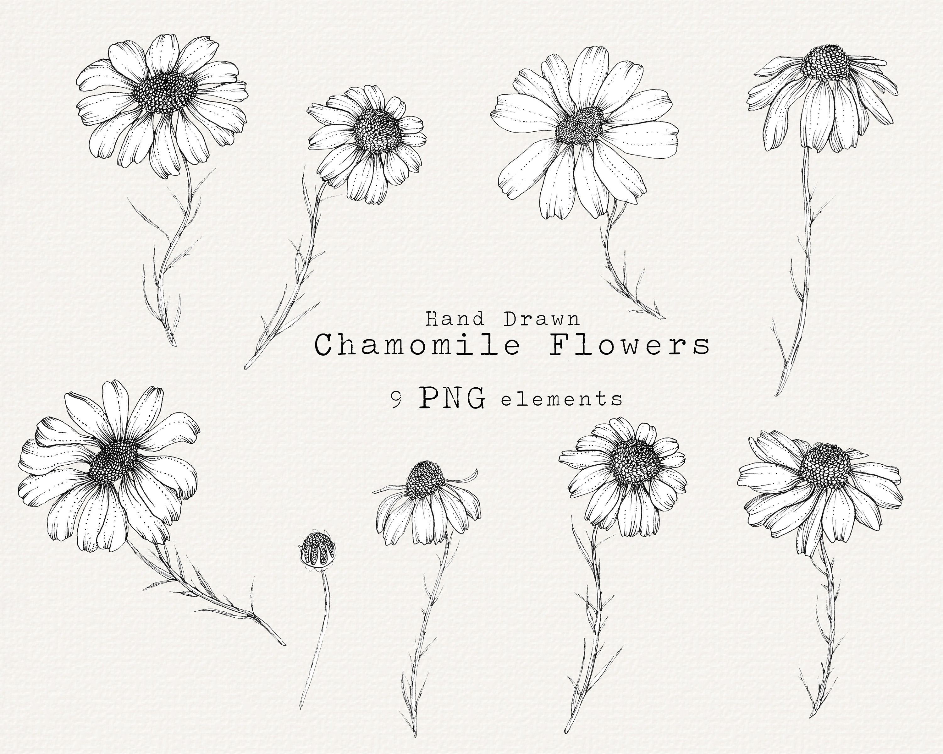 Chamomile Flowers Clip Art Chamomile PNG Floral Clipart | Etsy