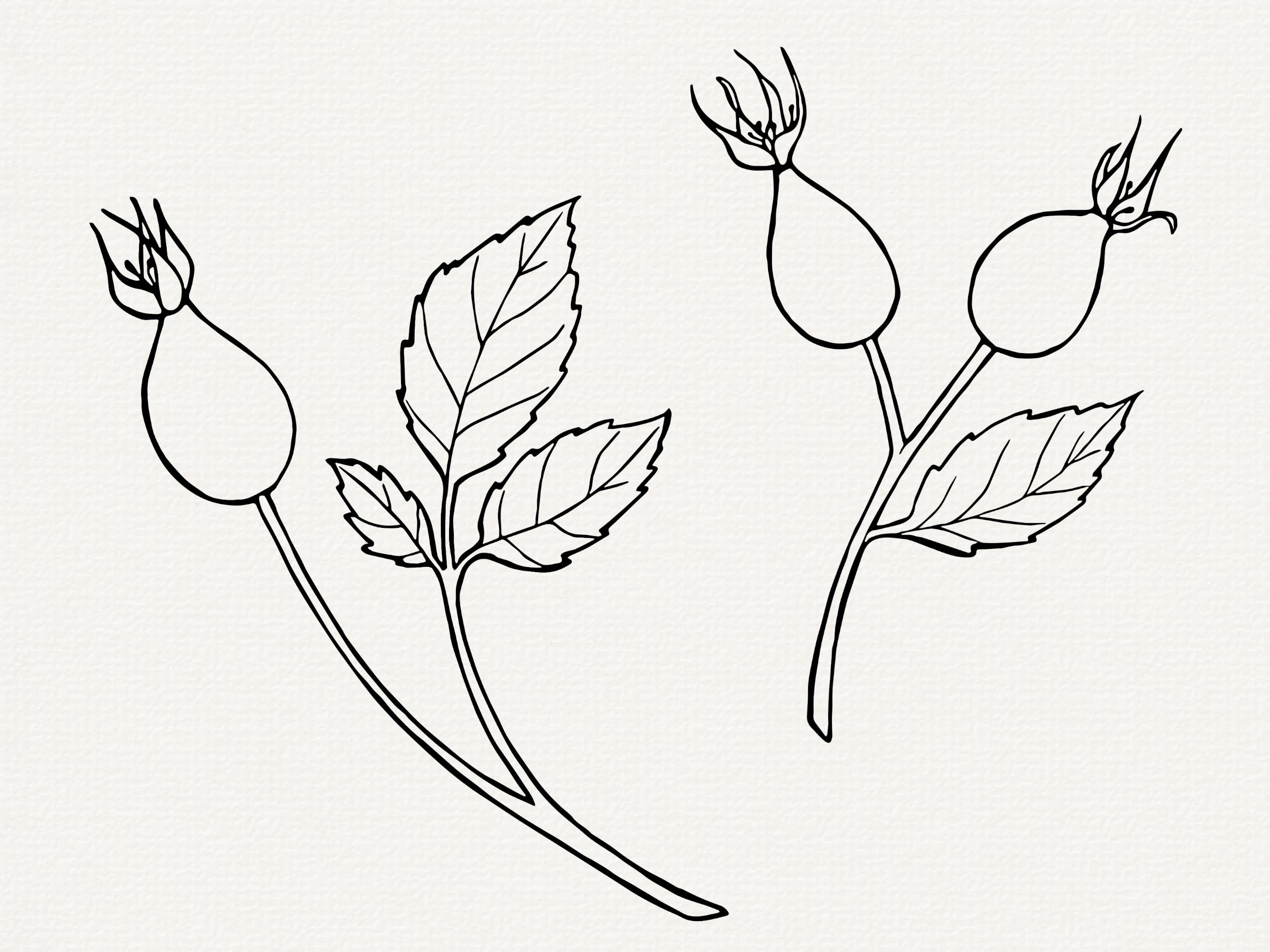 Rose Hips Line Art SVG, Botanical Illustration, Floral Clipart, PNG ...