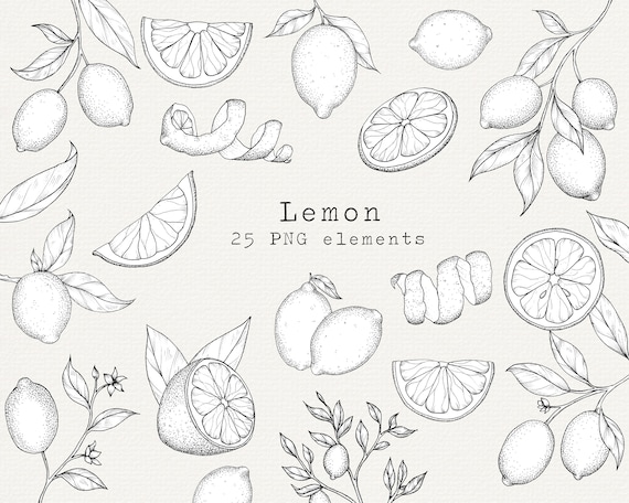 Lemon PNG Clip Art Hand Drawn Illustration Citrus Line Art - Etsy Canada