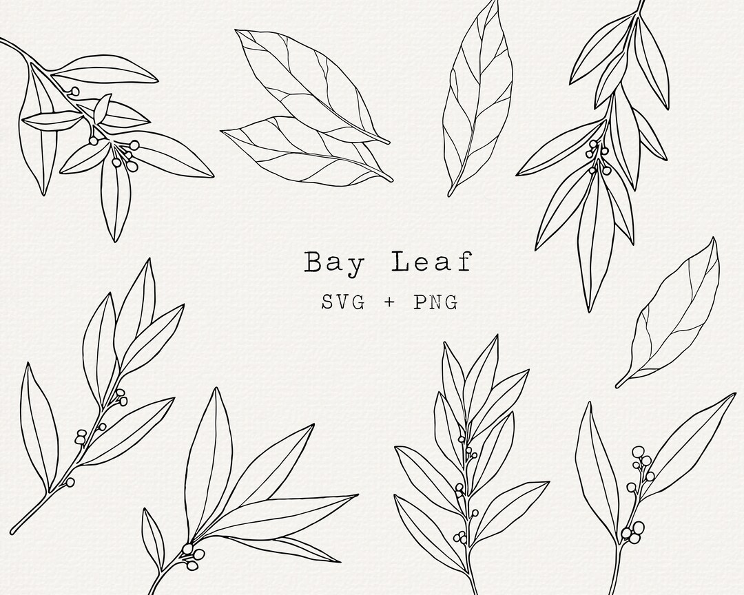 Bay Leaf SVG Clip Art, Commercial Use, Bay Plant Vector Illustration ...