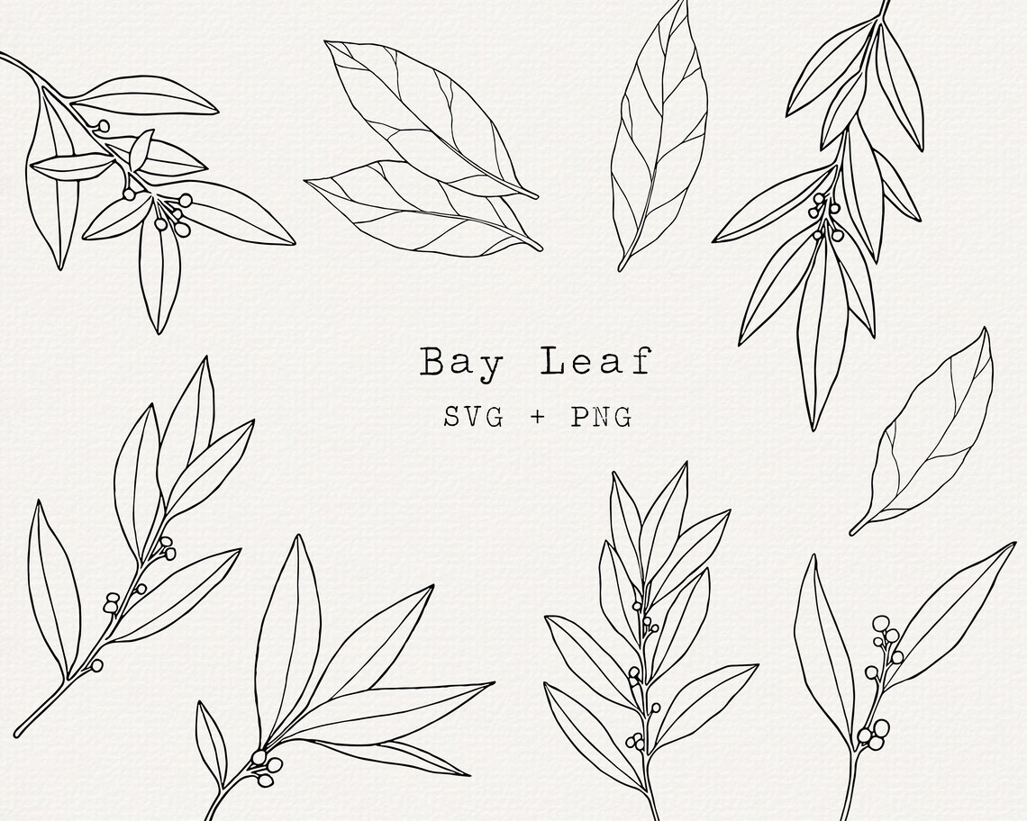 Bay Leaf SVG Clip Art Commercial Use Bay Plant Vector | Etsy