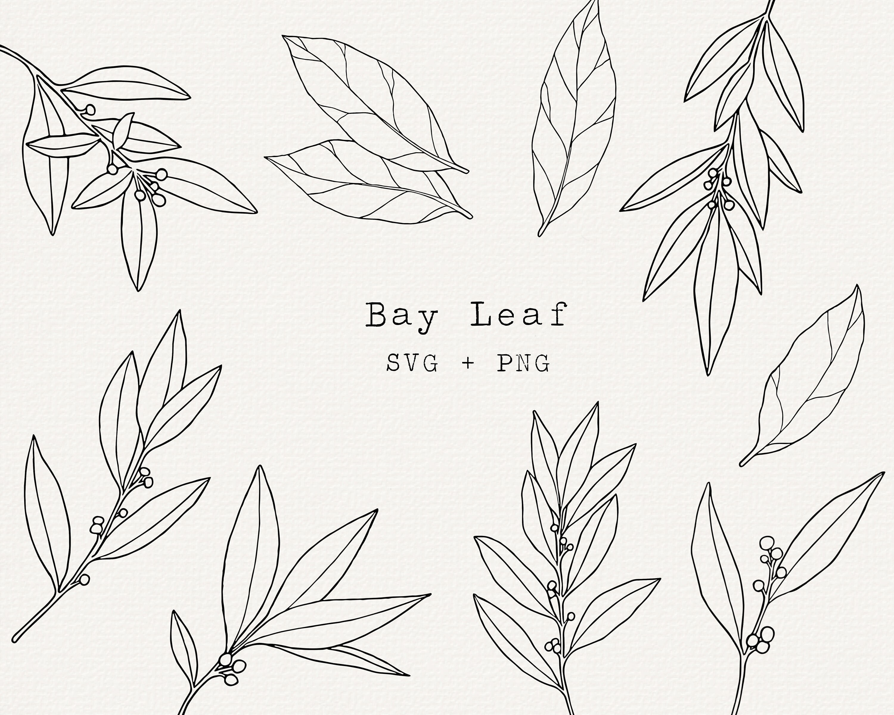 Bay Leaf SVG Clip Art Commercial Use Bay Plant Vector | Etsy