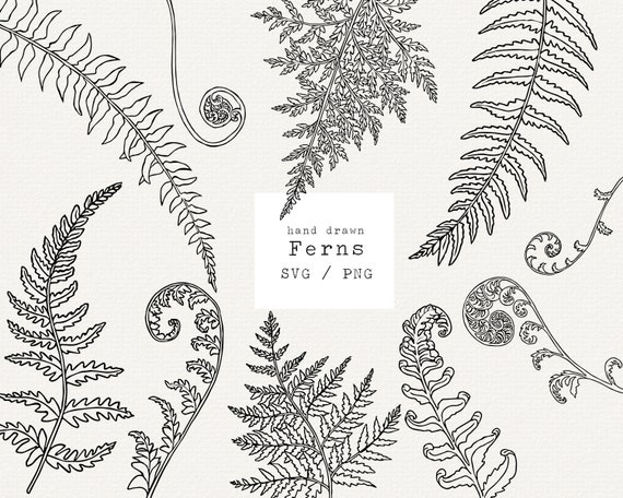 Fern Svg Hand Drawn Fern Svg Botany Illustration Fern - Etsy