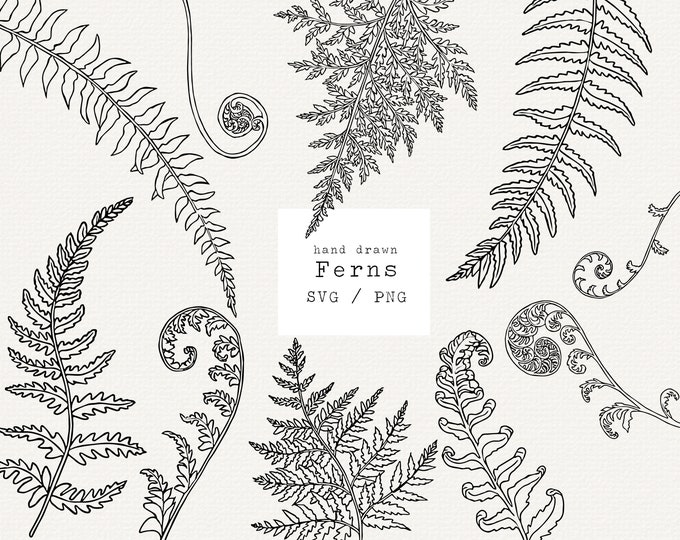 Fern Svg, Hand Drawn Fern Svg, Botany Illustration, Fern Clipart ...