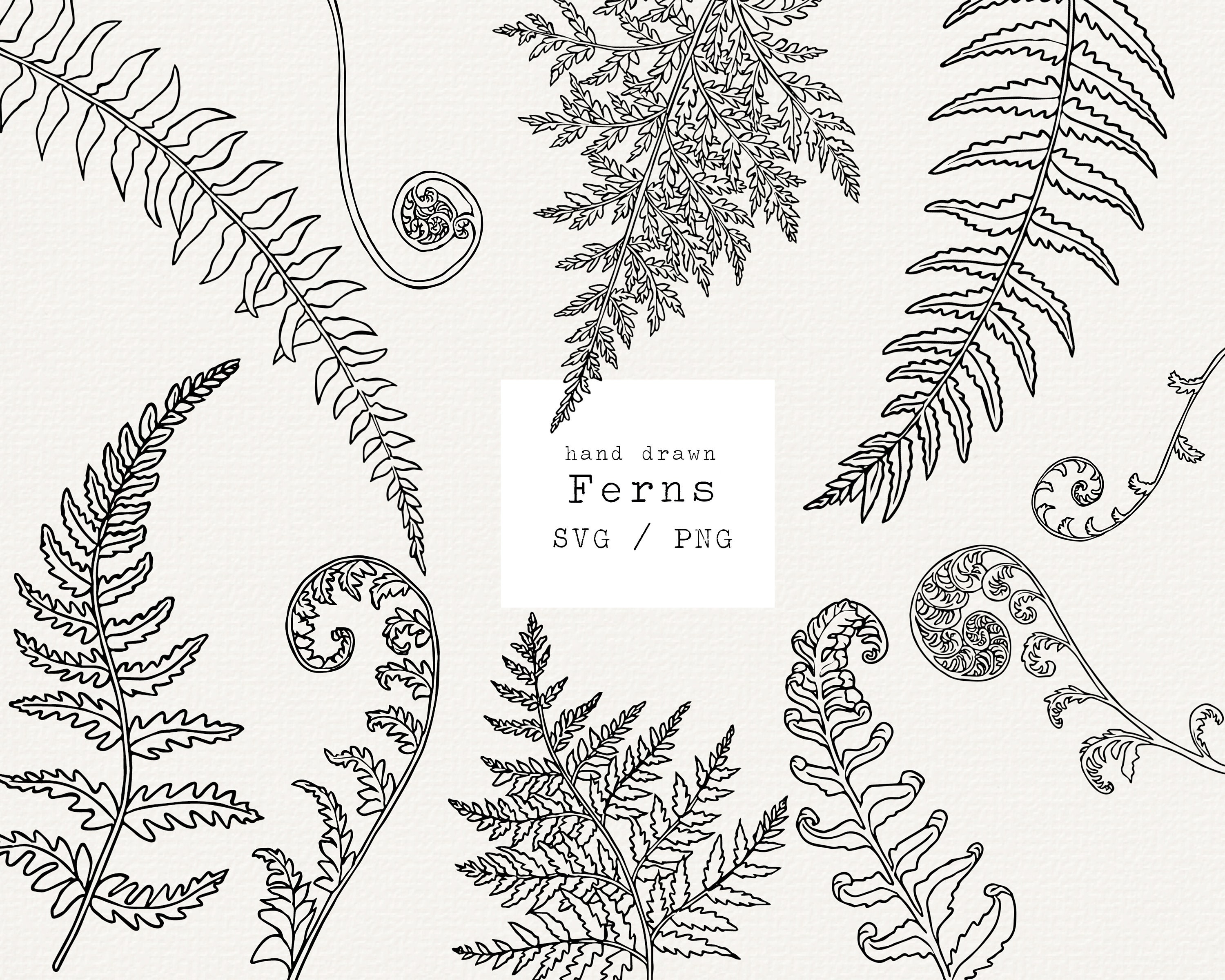 Fern Svg Hand Drawn Fern Svg Botany Illustration Fern - Etsy