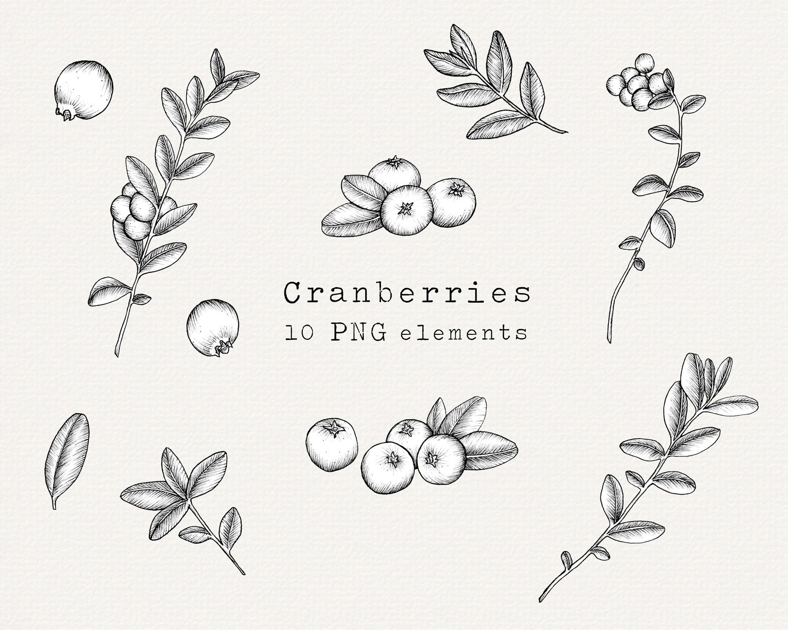 Cranberry PNG Clip Art Bundle Hand Drawn Cranberries - Etsy