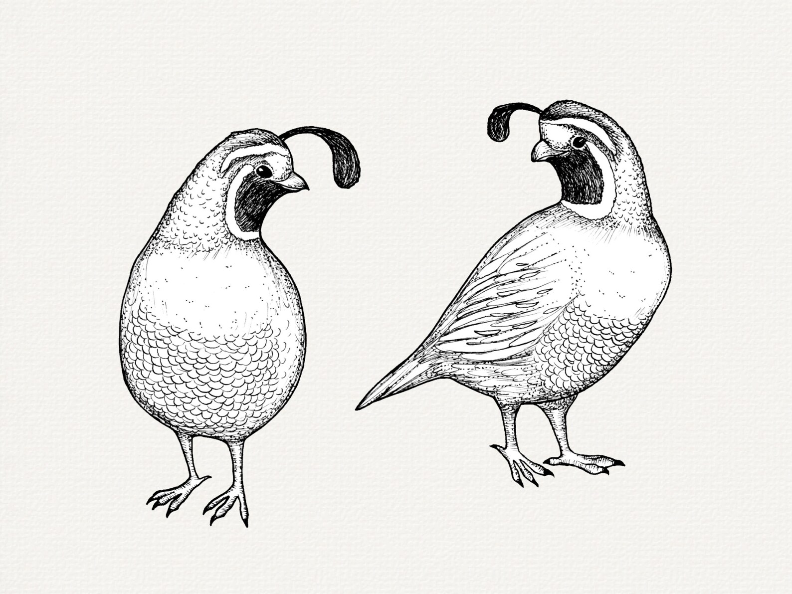 Quail Bird Line Art Clipart, Hand Drawn Quail Illustration, PNG ...