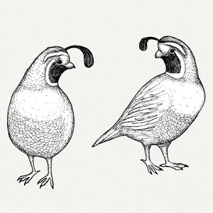 Quail PNG Clip Art, Hand Drawn Quail Eggs Sketch, Bird Illustration ...