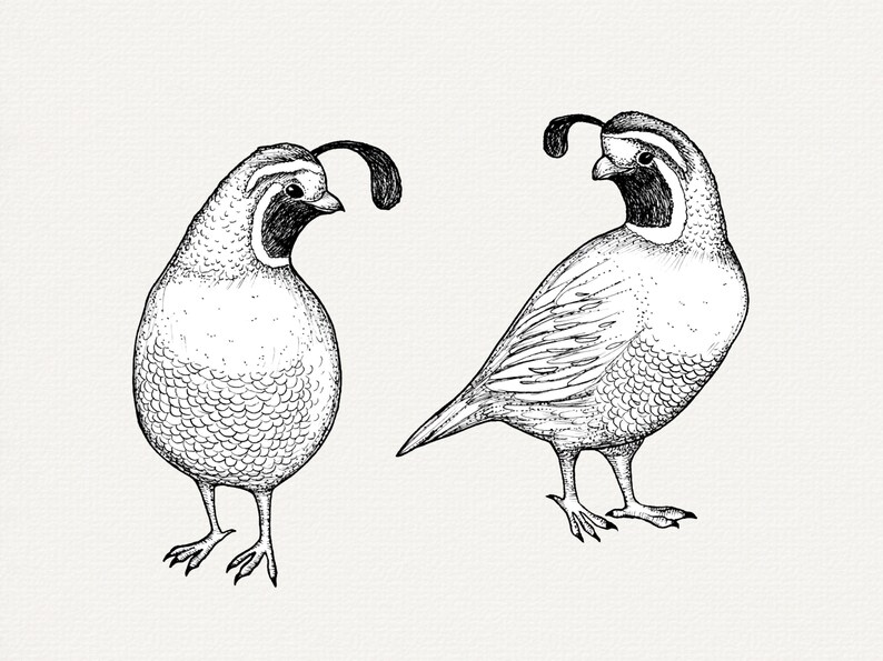 Quail Bird Line Art Clipart, Hand Drawn Quail Illustration, PNG ...