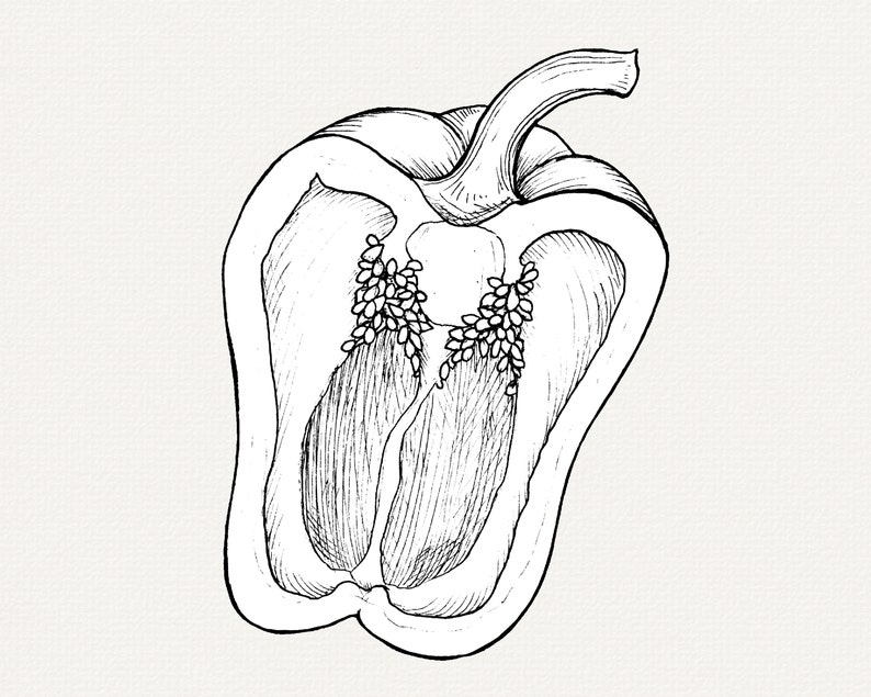 Bell Pepper Clipart, Vegetable Illustration, Food Sketch, PNG Elements ...