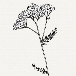 Yarrow PNG Clip Art, Hand Drawn Yarrow Illustration, Yarrow Flower Art ...