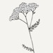 Yarrow PNG Clip Art, Hand Drawn Yarrow Illustration, Yarrow Flower Art ...