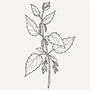 Stinging Nettle SVG, Hand Drawn Nettle Clip Art Illustration, Botanical ...