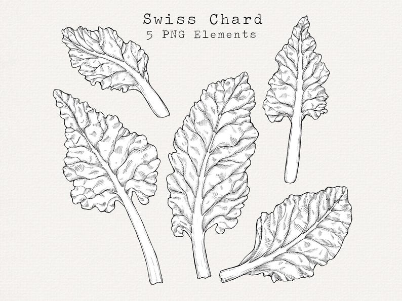 Swiss Chard Line Art, Botanical Illustration, Vegetable PNG Clipart ...
