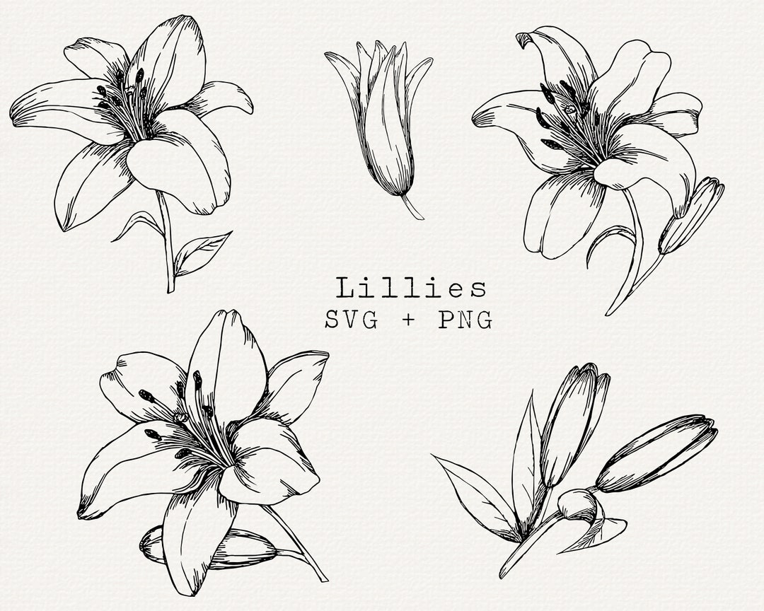 Lilly SVG Lilly Flower Vector Instant Download Outline for - Etsy