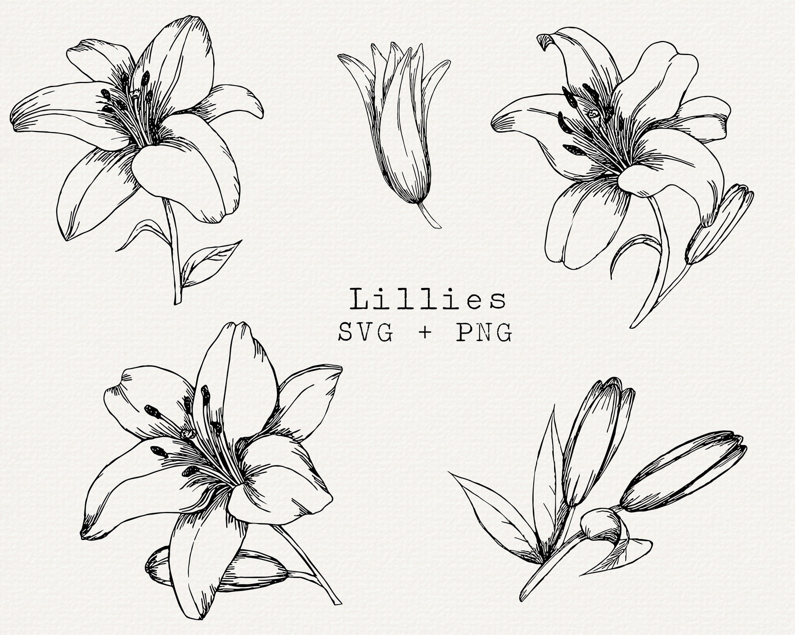 Lilly SVG Lilly Flower Vector Instant Download Outline for | Etsy