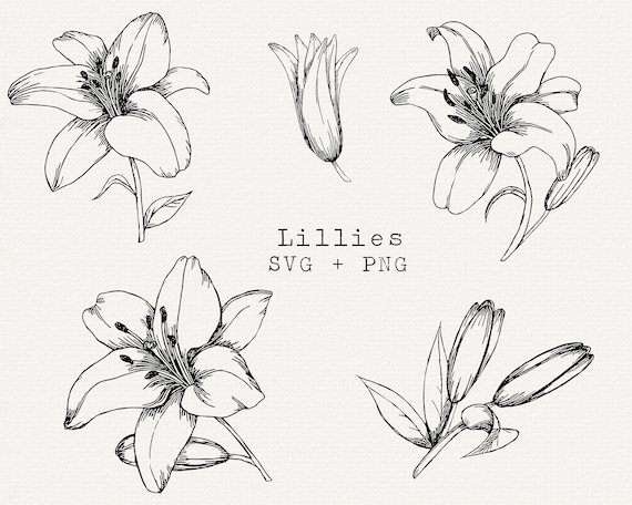 Lilly SVG Lilly Flower Vector Instant Download Outline for | Etsy