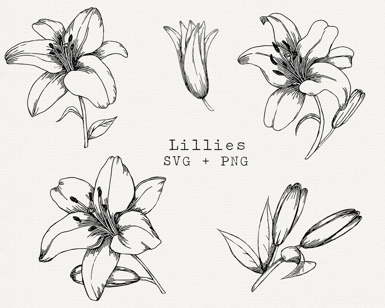 Lilly SVG Lilly Flower Vector Instant Download Outline for | Etsy