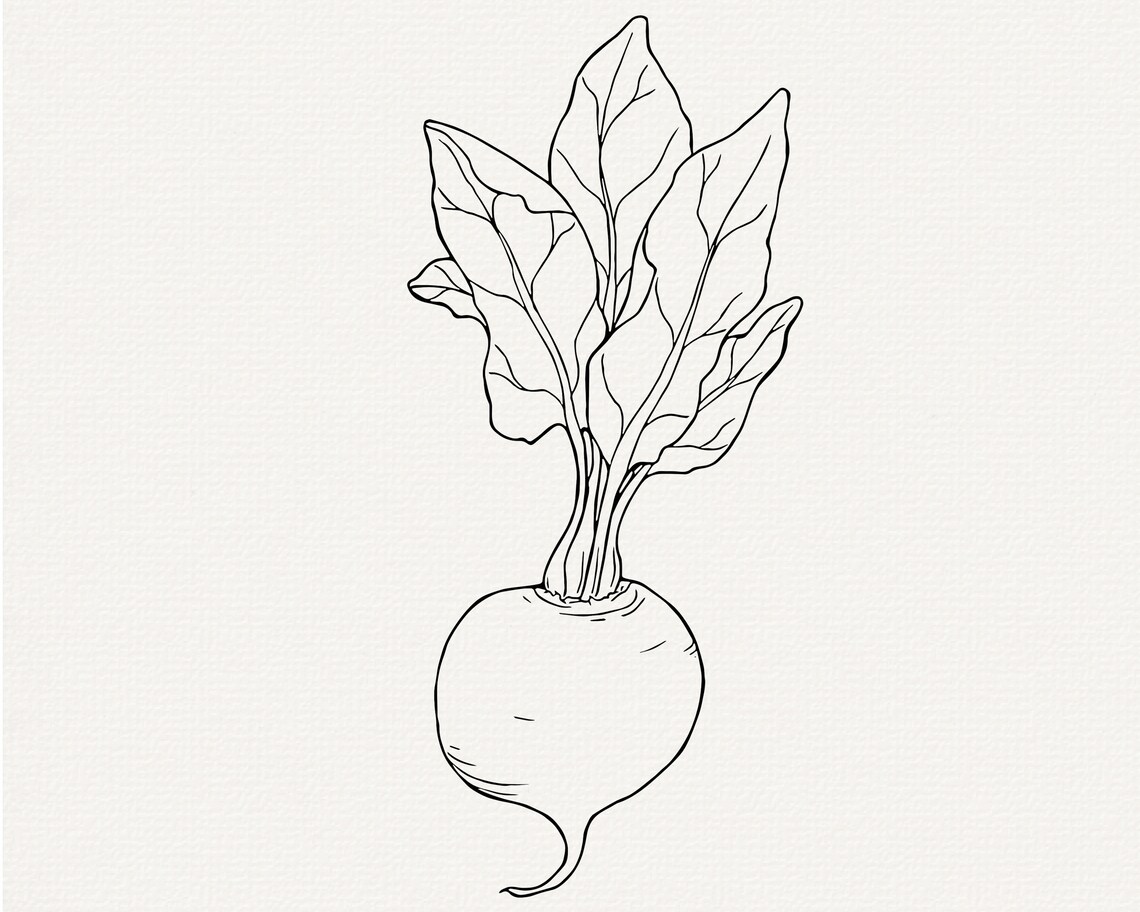 Beet Line Art SVG, PNG, Vegetable Outline Clipart, Kitchen Decor, Food ...