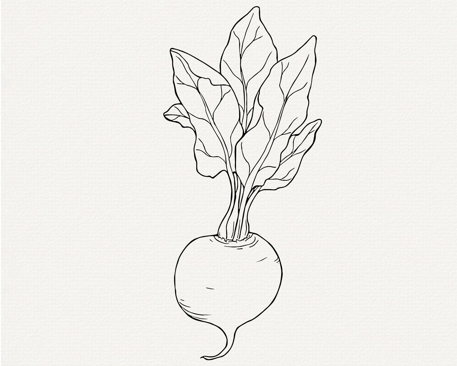 Beet Line Art SVG, PNG, Vegetable Outline Clipart, Kitchen Decor, Food ...