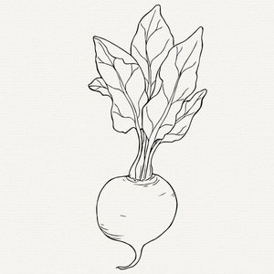 Beet SVG Set, Beets Illustration for Commercial Use, Cut File Cricut ...