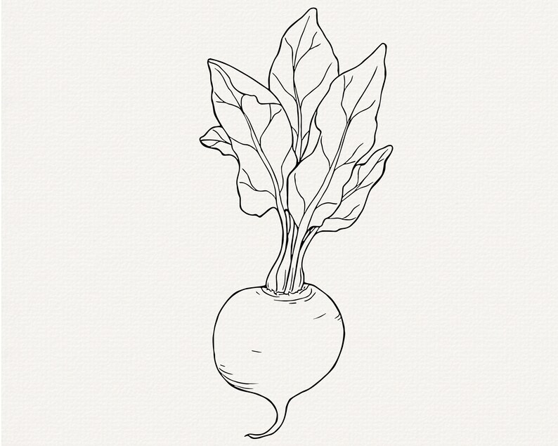Beet Line Art SVG, PNG, Vegetable Outline Clipart, Kitchen Decor, Food ...