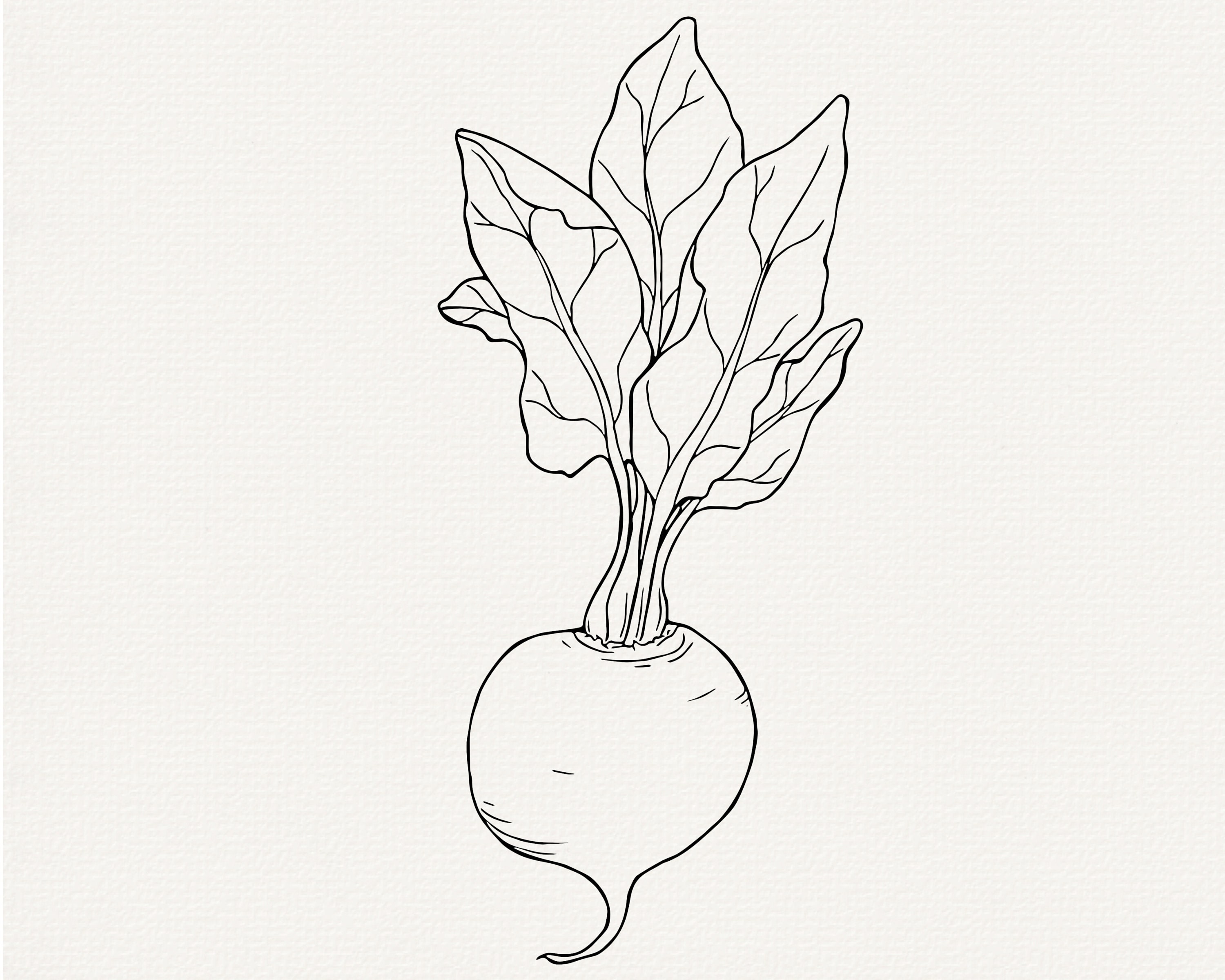 Beet Line Art SVG, PNG, Vegetable Outline Clipart, Kitchen Decor, Food ...